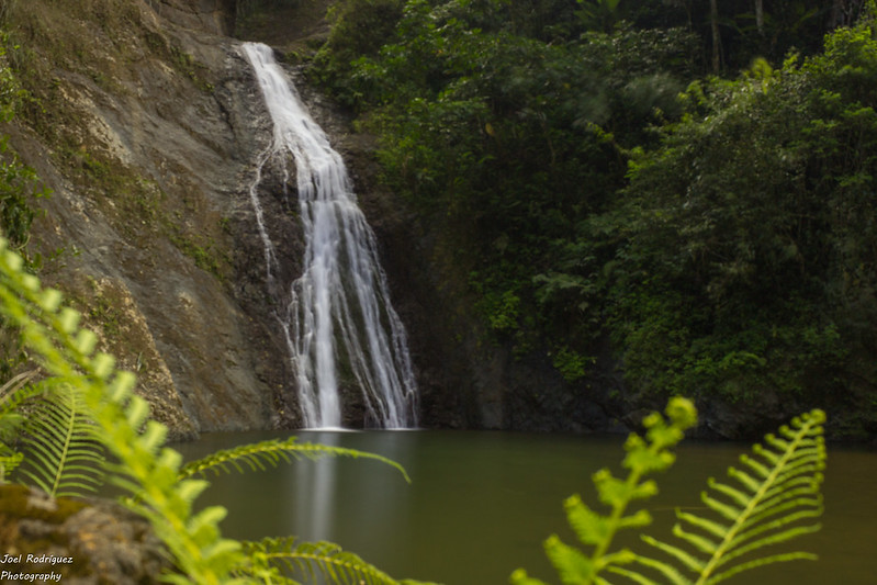 Maricao Coffee Festival - PILOT GUIDES