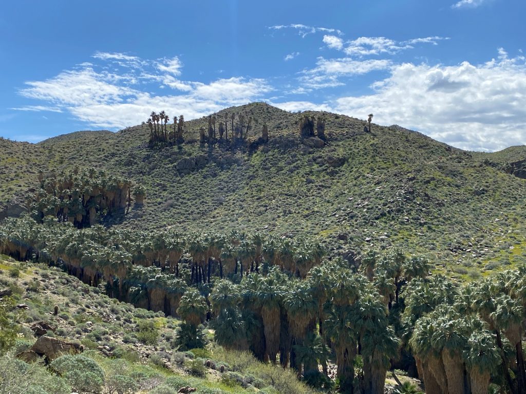 Palm Springs‘ Desert Oases - PILOT GUIDES