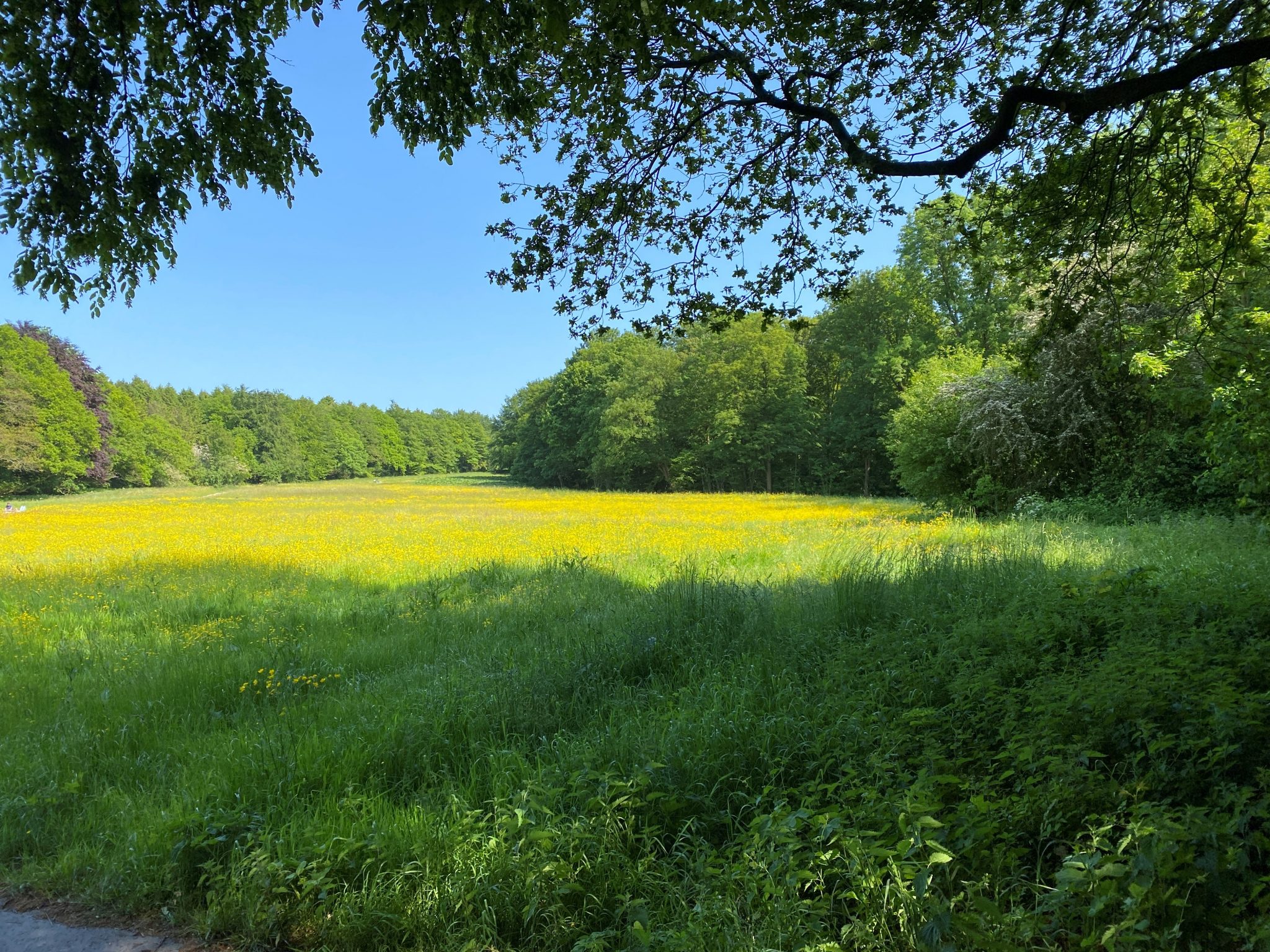 The Amsterdam Forest - PILOT GUIDES